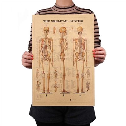 Poster Skeletni sistem coveka