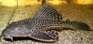 Plehostomus