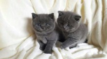 Plavi britanski kratkodlaki mačići