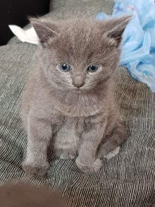 Prekrasni ruski plavi mačići spremni za novi dom