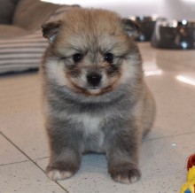 Lijepe pomsky pupsice