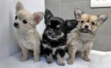 Prekrasni pedigree chihuahuas