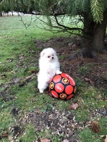 Lijepih pomeranian puppies za prodaju