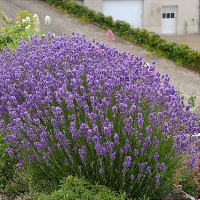 Lavanda