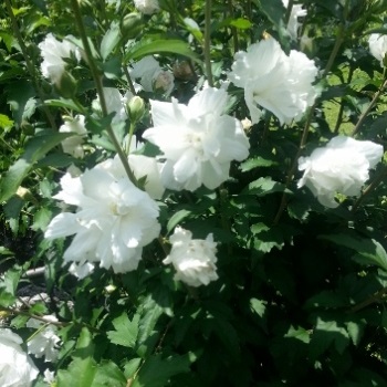 Hibiskus syr. dupli beli