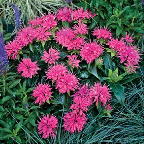 Monarda roza