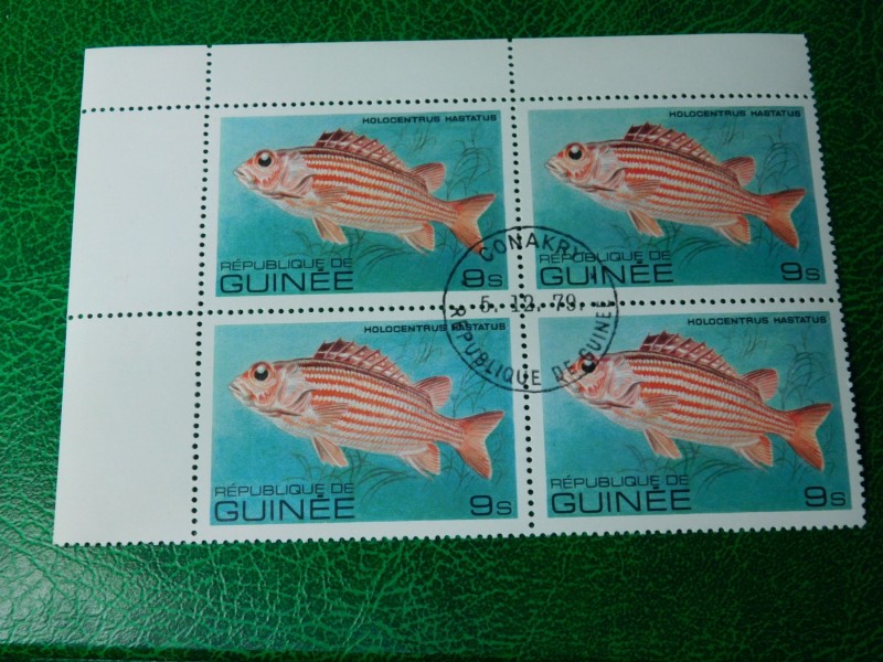 Gvineja - fauna - ribe - cetverac 3/6