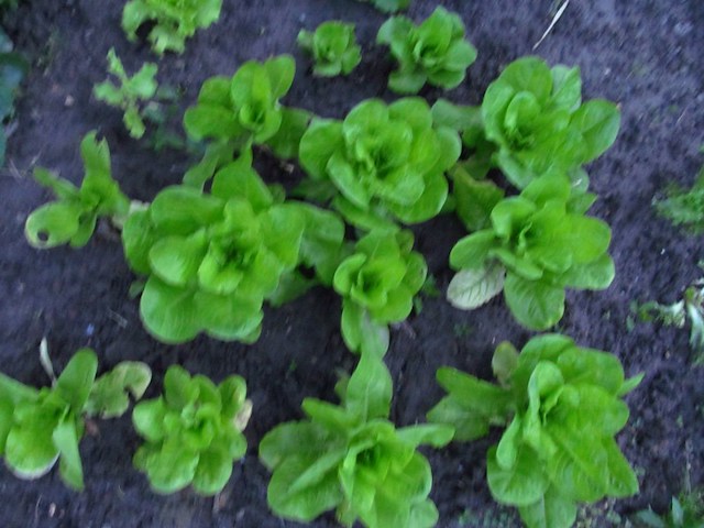 zelene salate, stare sorte, seme,