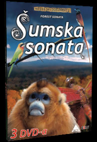 Šumska sonata - DVD BOX SET