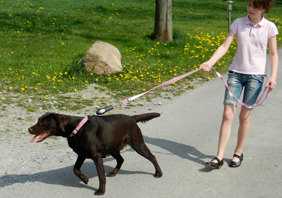 DOG e-walk Basic Pull STOP - obuka psa da ne vuče na povodniku