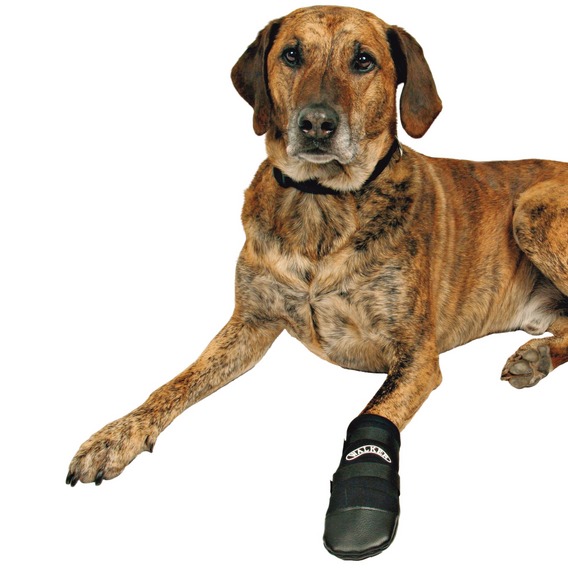 Zaštitne cipelice u slučaju povrede šape