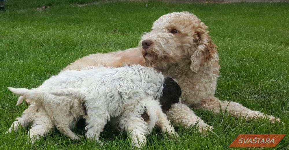 Lagotto Romagnolo stenci