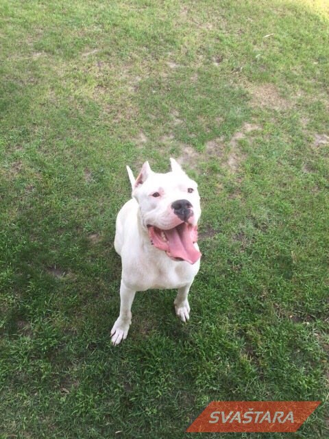 Dogo argentino parenje