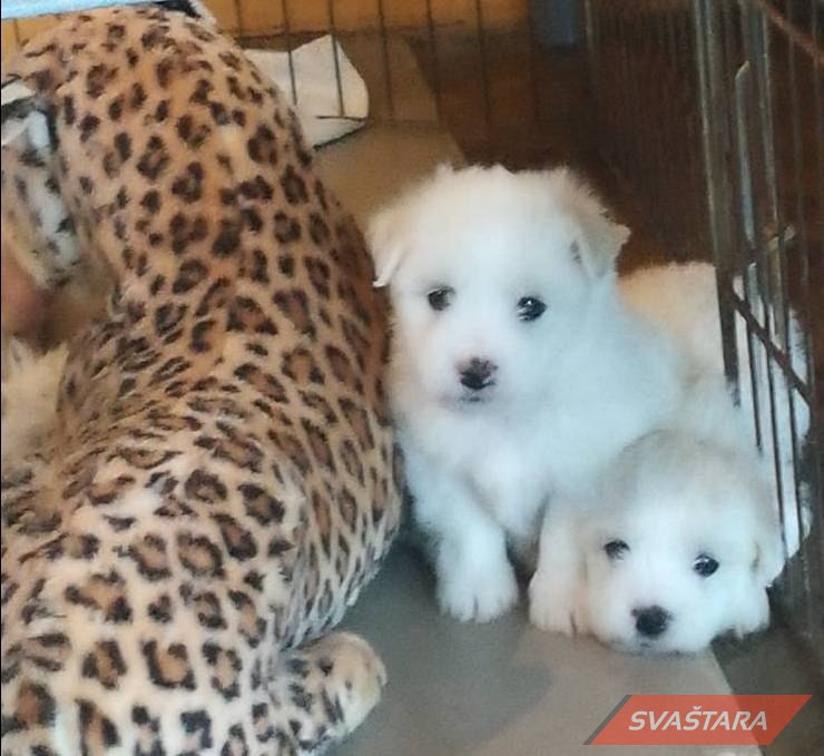 Coton de Tulear zenke na prodaju