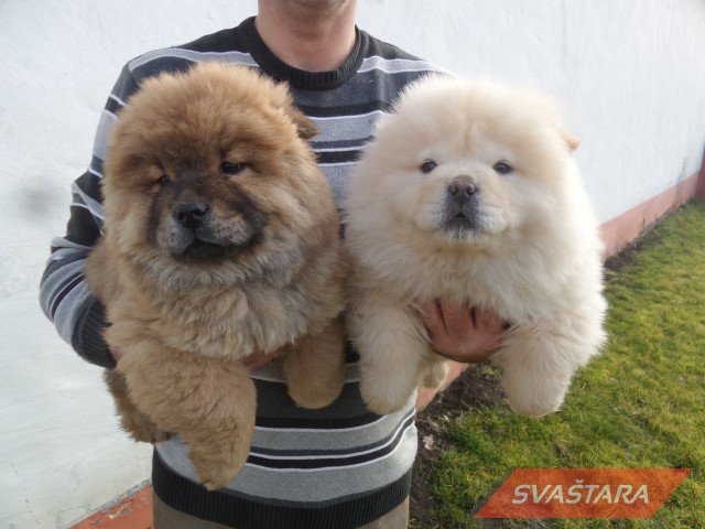 Chow chow cau cau stenad