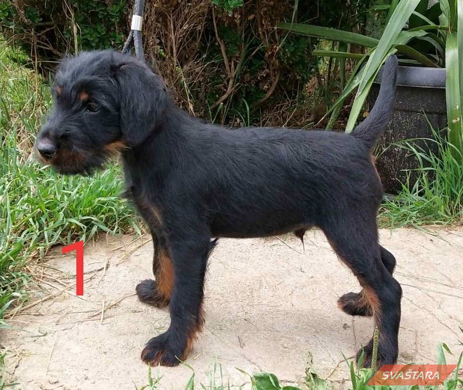 German hunting terrier pupps for sale NLT štenci