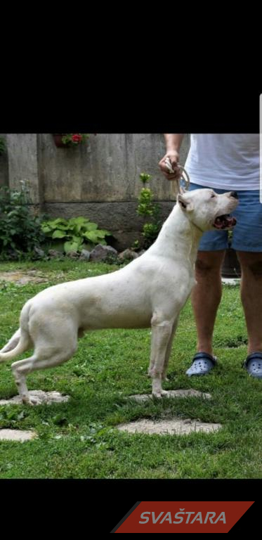 Dogo Argentino