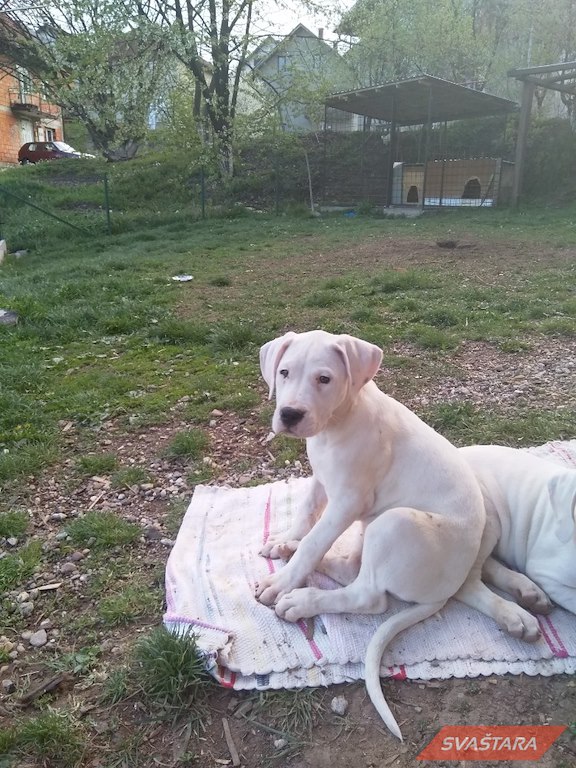 Dogo argentino stene