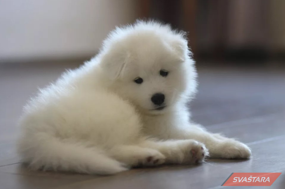 Samojed i sibirski haski stenci na prodaju