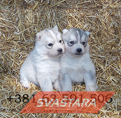 Sibirski Haski - štenci