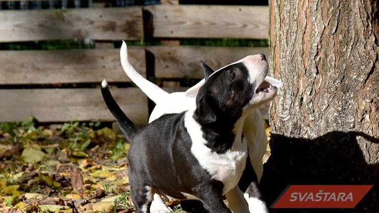 Bulterijer i dogo argentino stenci na prodaju