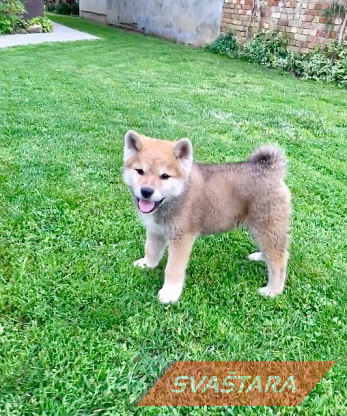 Akita inu prvobirano stene