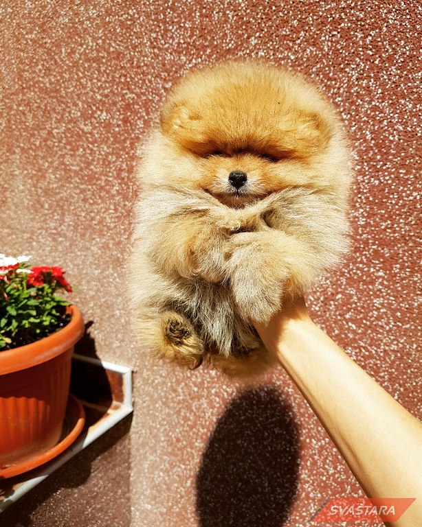 Pomeranac boo