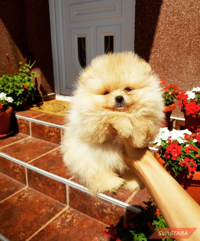 Pomeranac boo