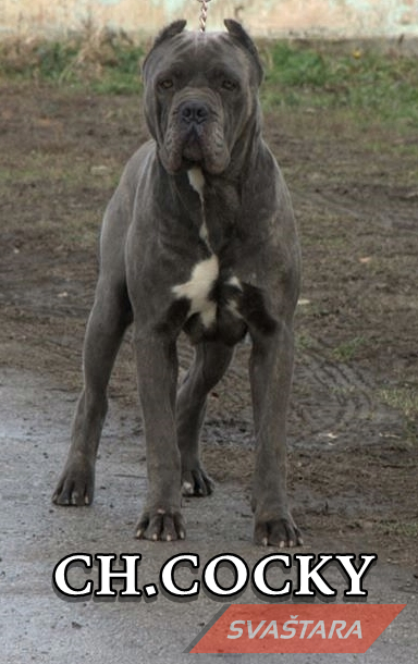 Cane corso muzjak za parenje