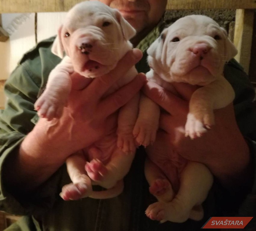 Dogo Argentino stenci