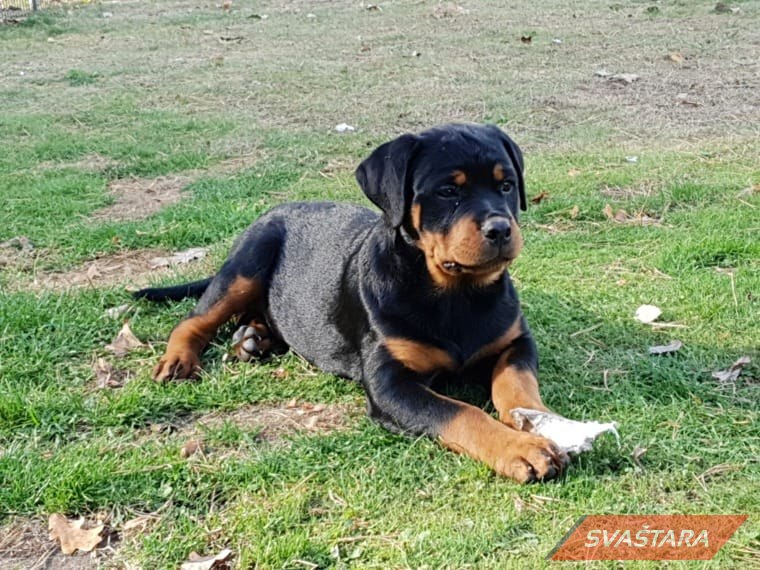 Rottweiler štenci s PP