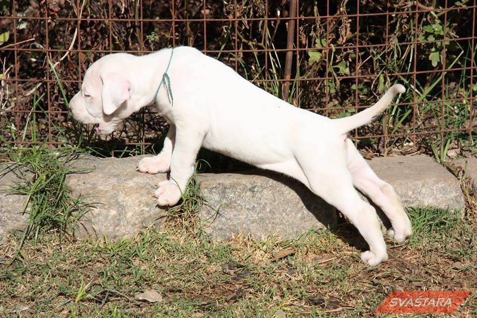 Dogo argentino i bulterijer stenci na prodaju