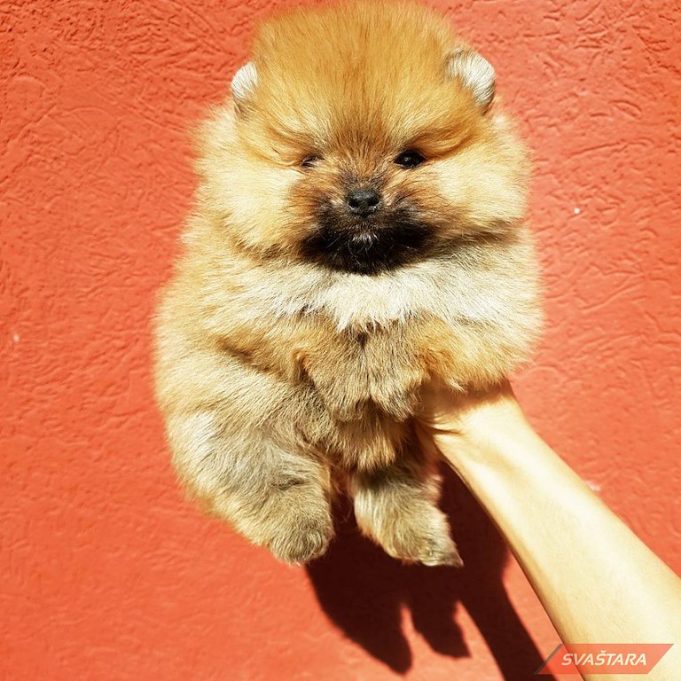 Pomeranac boo