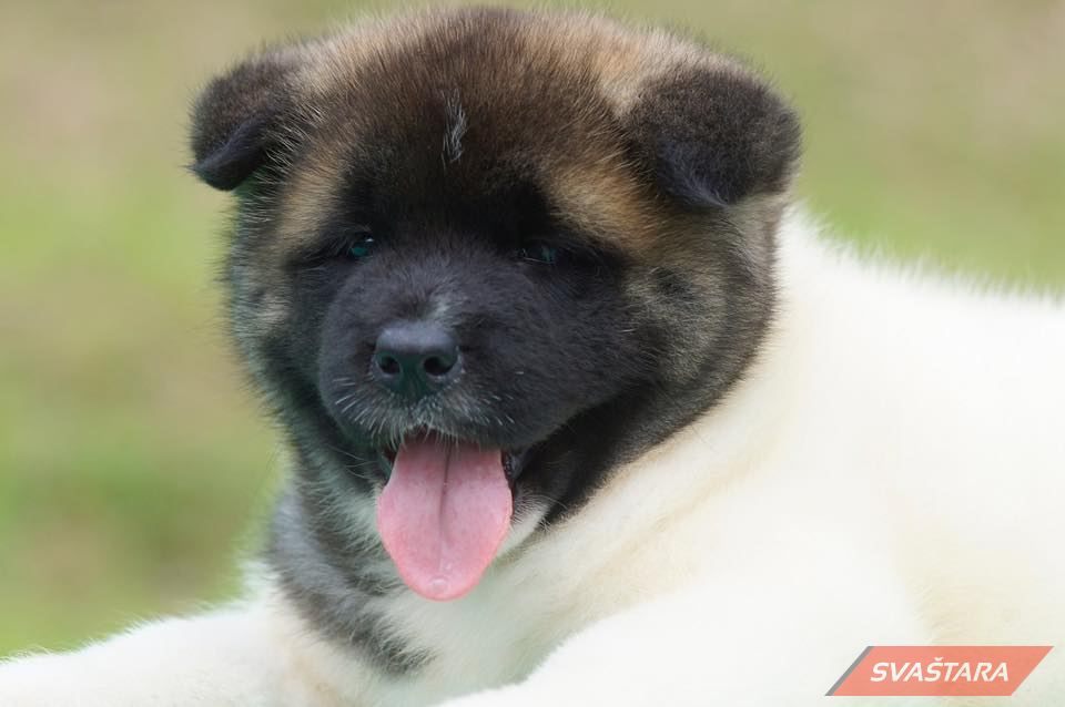 Akita inu i aljaski malamut stenci na prodaju