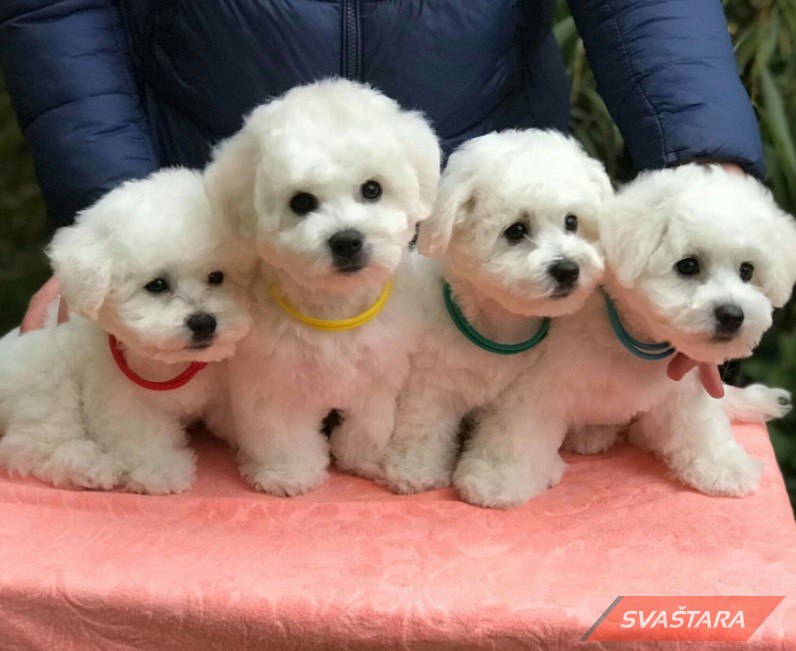 Bichon i bolonjezer stenci na prodaju