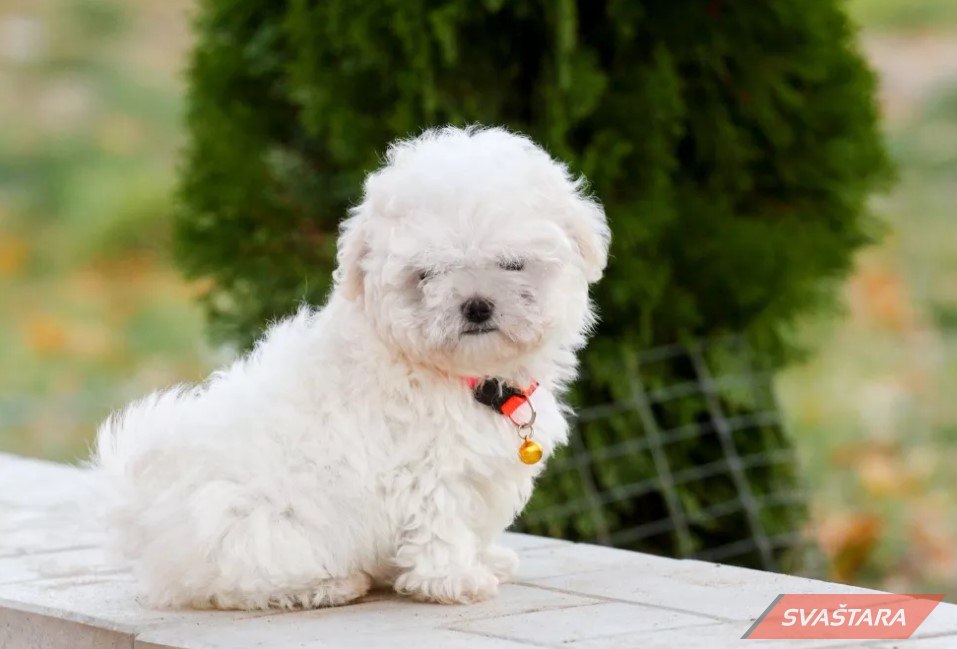 Maltezer i coton de tulear stenci na prodaju