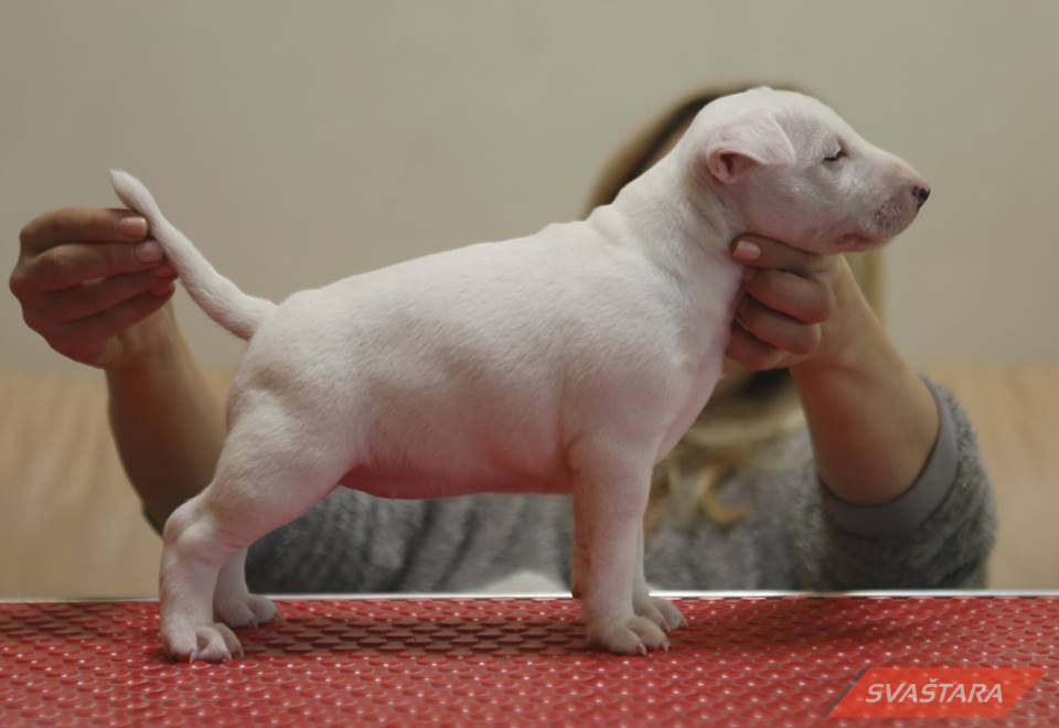 Bulterijer i dogo argentino stenci na prodaju