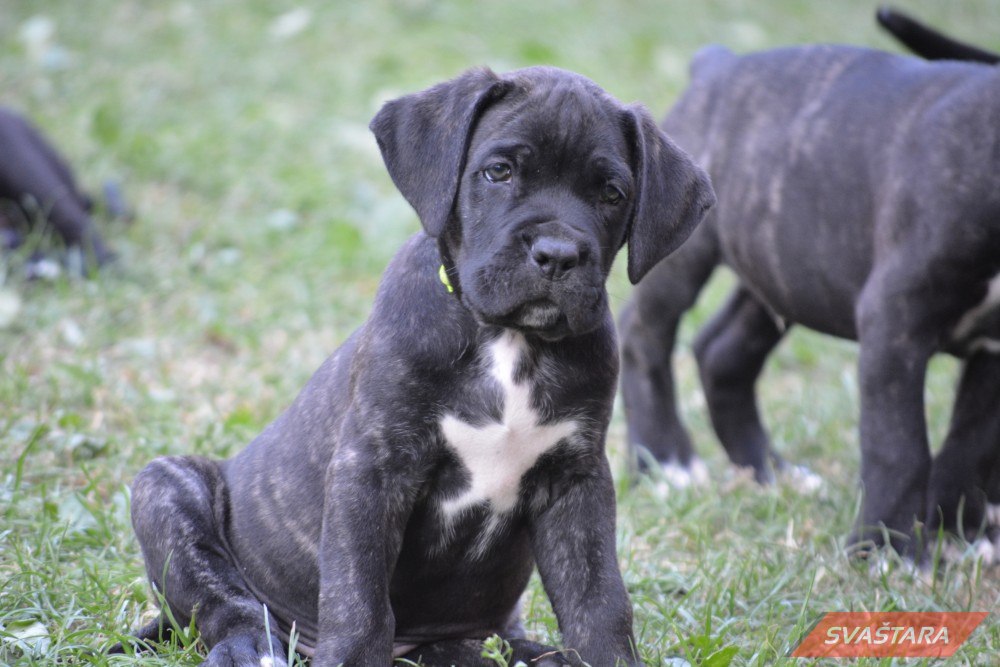 Cane Corso muško štene na prodaju