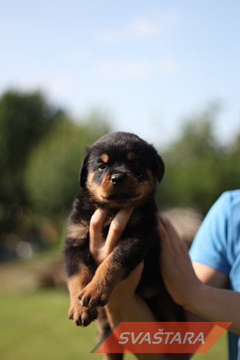 Rottweiler, vrhunsko leglo na prodaju