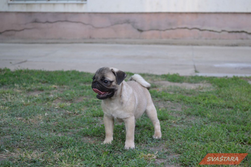 Mops muško štene na prodaju