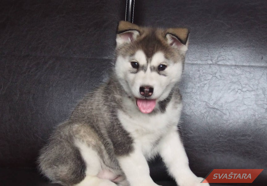 Aljaski malamut i akita inu stenci na prodaju