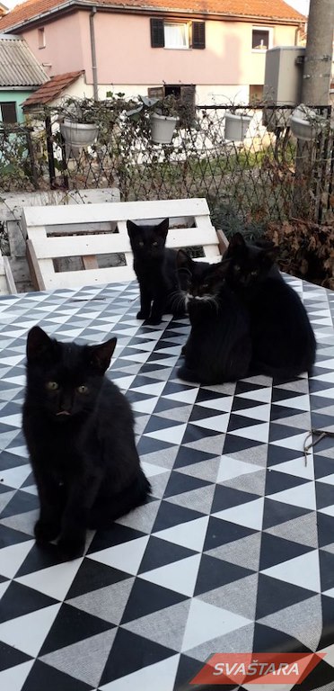 Crni mačići