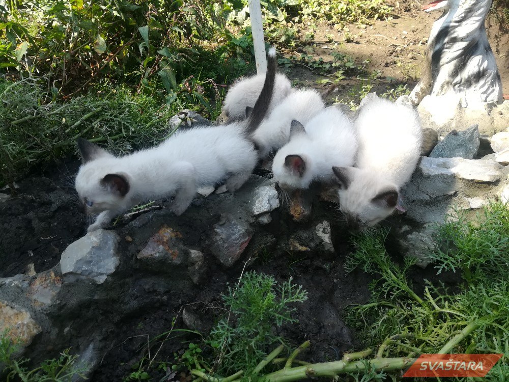 Sijamske mačke