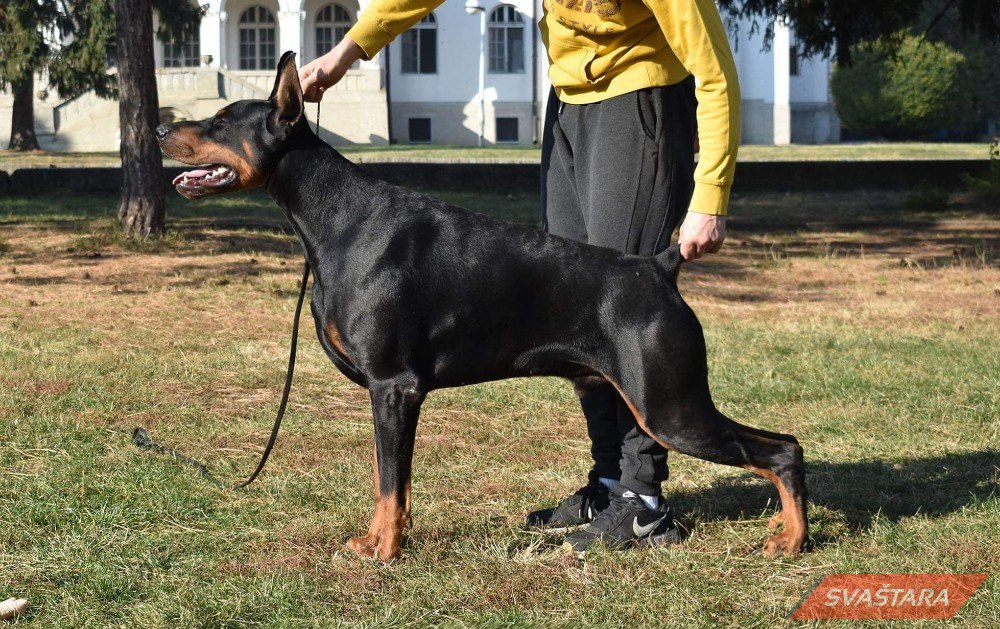 Doberman slobodan za parenje