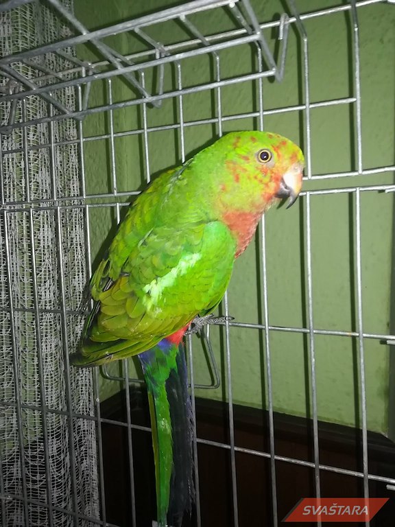 Kraljevski papagaj