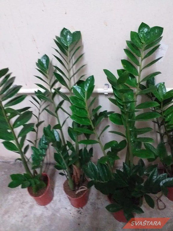 Sobne biljke