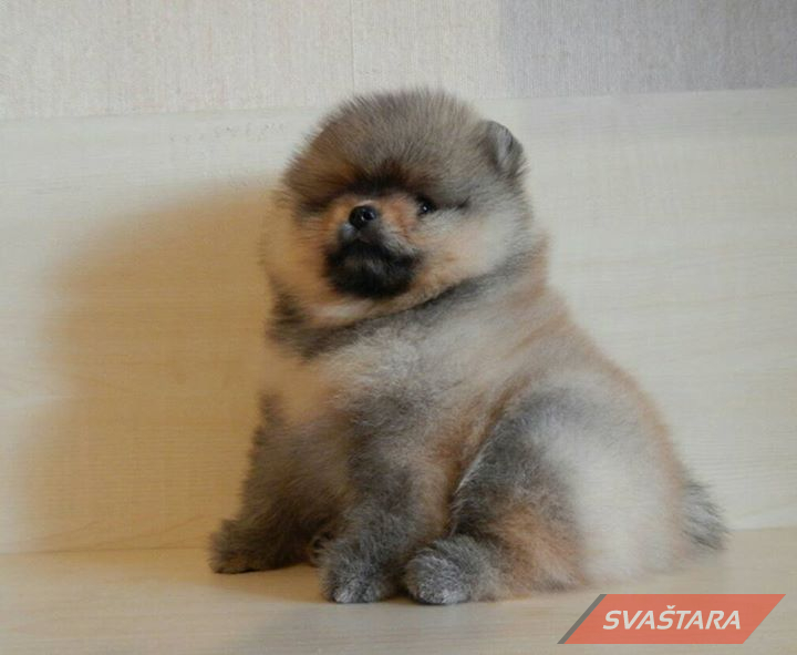 Pomeranski spic Boo