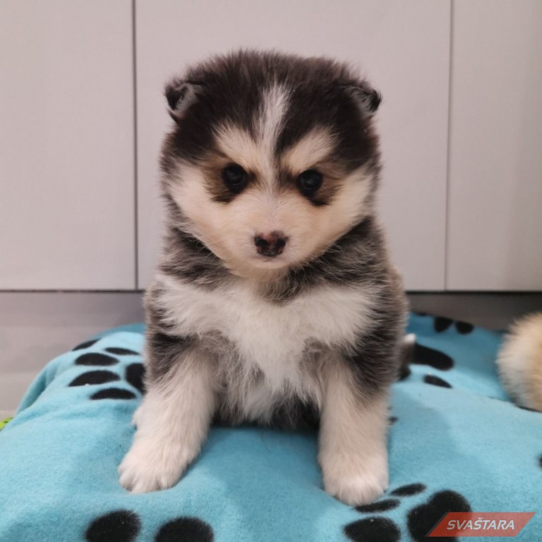 Prekrasni Pomsky Puppies