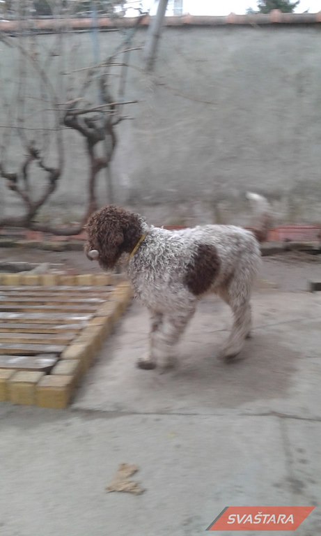 LAGOTTO ROMAGNOLO STENCI