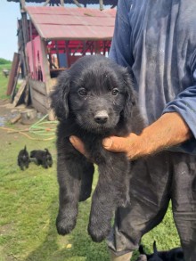 Retriver-labrador zenkice